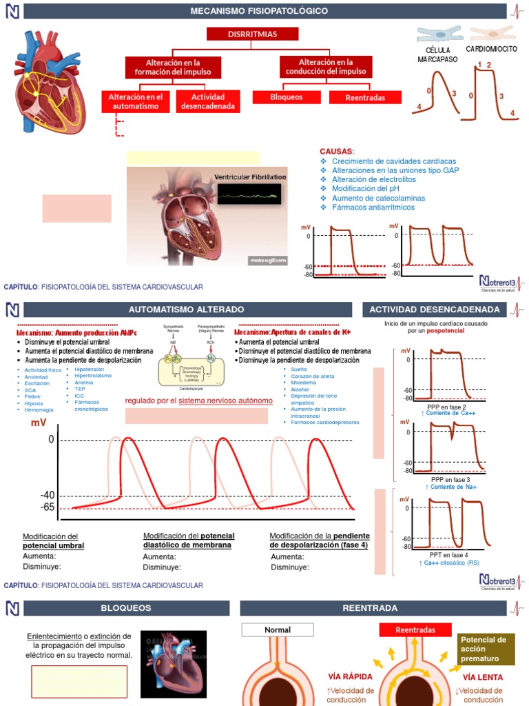 Arritmias 1 | PDF | Fisiología | Cardiología
