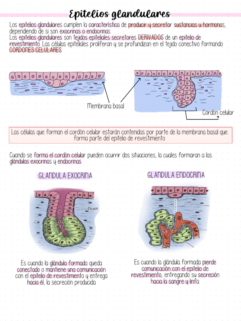 Glándulas Exocrinas y Endocrinas | PDF | Epitelio | Sistema endocrino