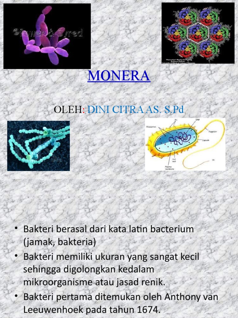 Monera | PDF