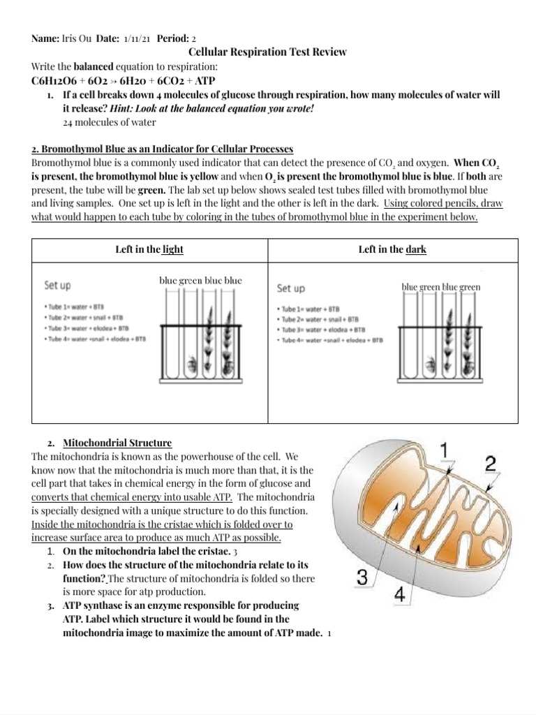 Cellular Respiration Test Review 2022pdf | PDF | Natural Environment ...