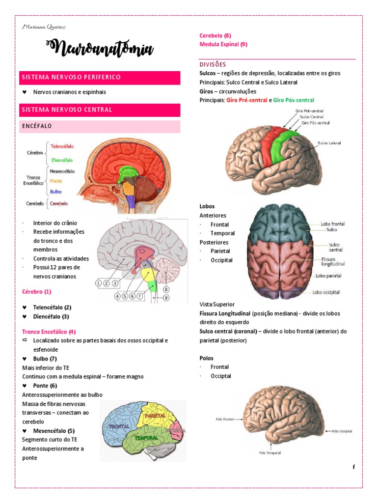 Neuroanatomia - Resumo Mari Queiroz | PDF | Cérebro | Cerebelo