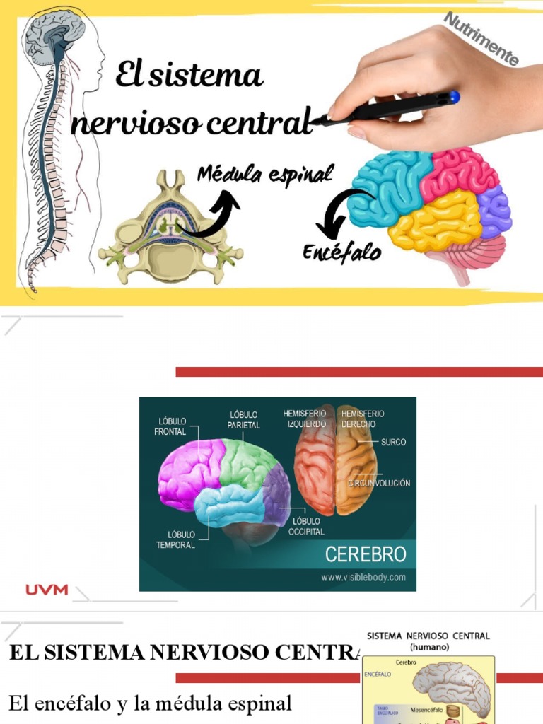 Sistema Nervios Central - Medula Espinal y Encefalo | PDF | Sistema nervioso central | Médula ...