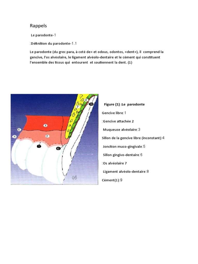 Rappel Sur Le Parodonte | PDF | Branches de la dentisterie | Anatomie