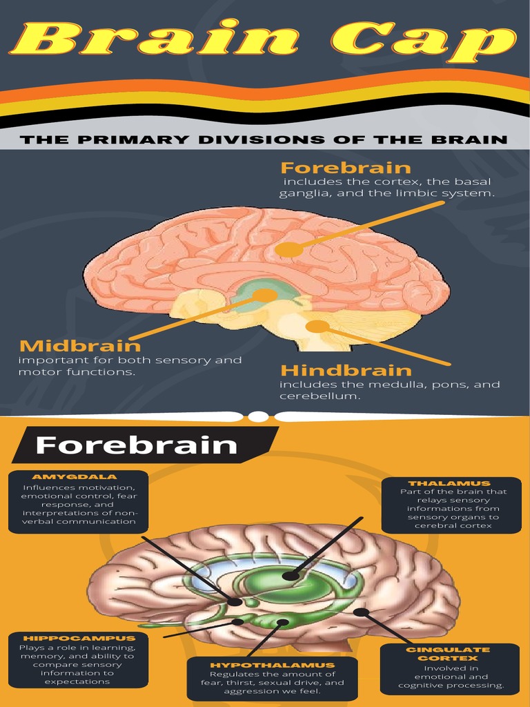 Chua BrainCap | PDF | Cerebral Cortex | Brain