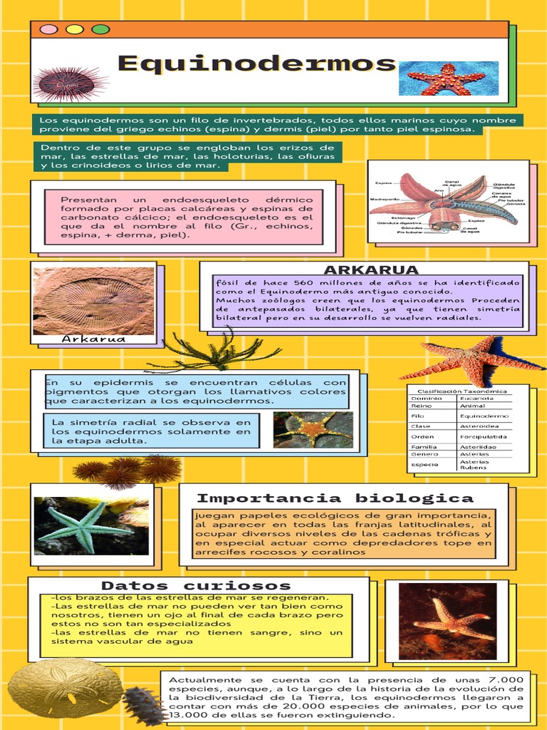 Infografía Equinodermos | PDF