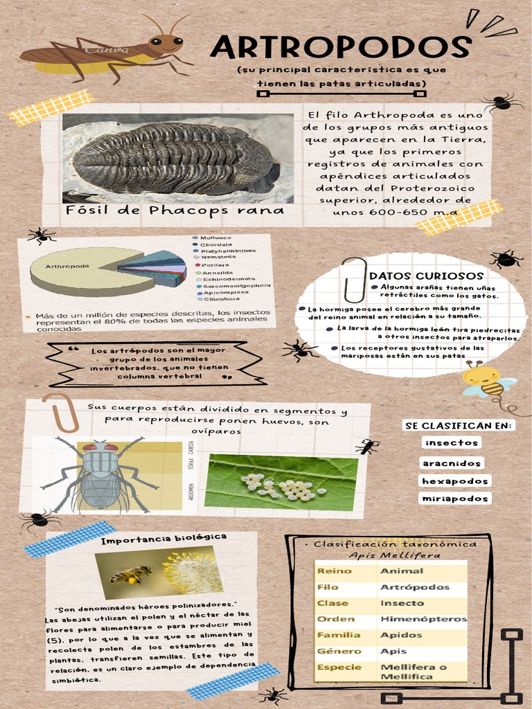 Infografía Artropodos | PDF | Western Honey Bee | Insectos