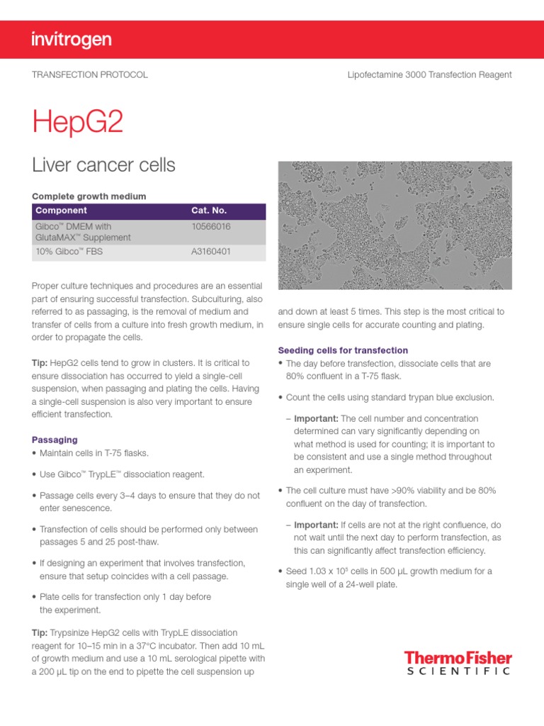 Lipofectamine3000 Hepg2 Liver Protocol | PDF | Cytometry | Flow Cytometry