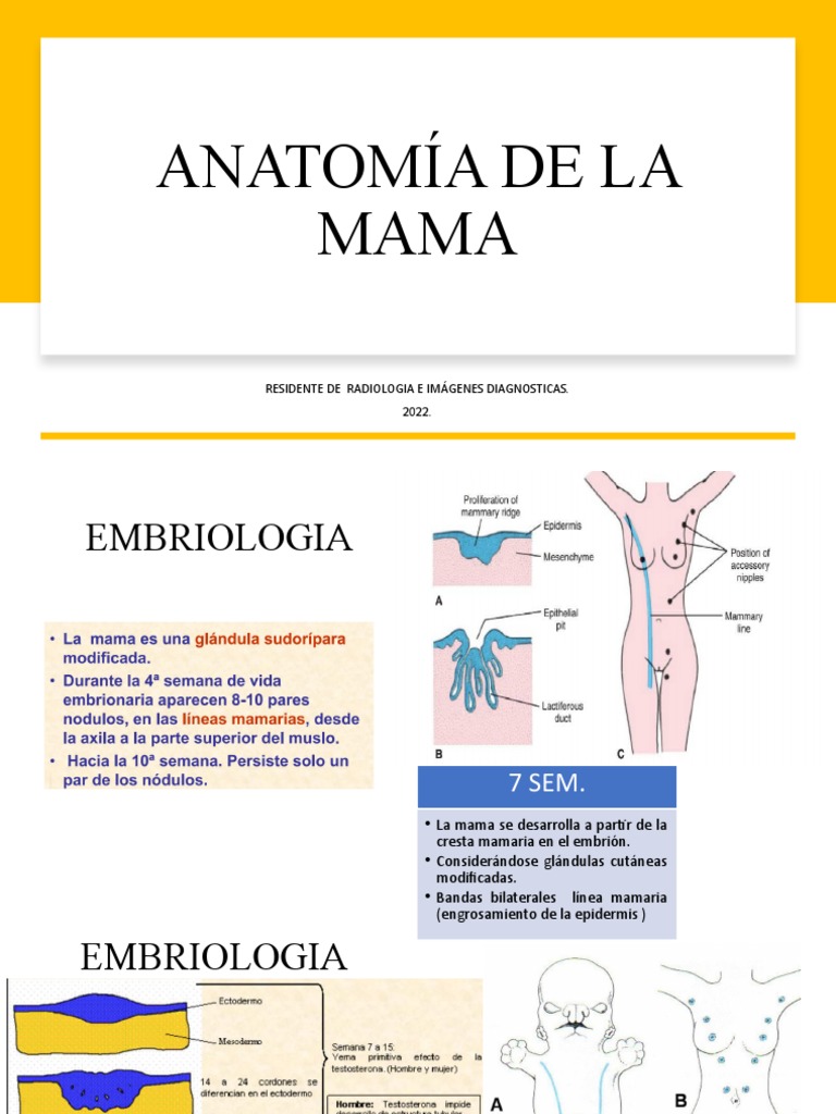 Anatomía y embriología de la mama | PDF | Pecho | Anatomía humana