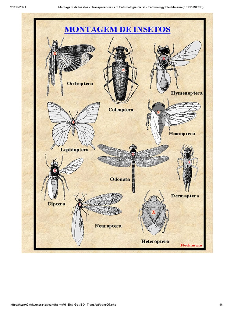 Montagem de Insetos - Transparências Em Entomologia Geral - Entomology ...