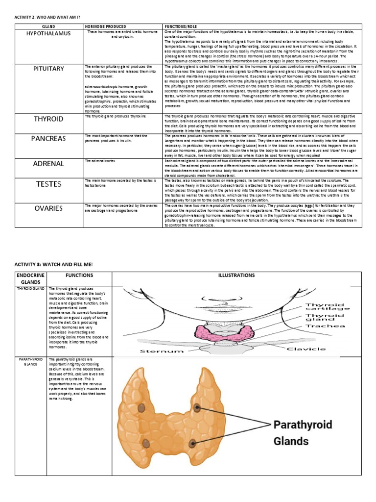 Activity 2 Science | PDF | Human Body | Hormone