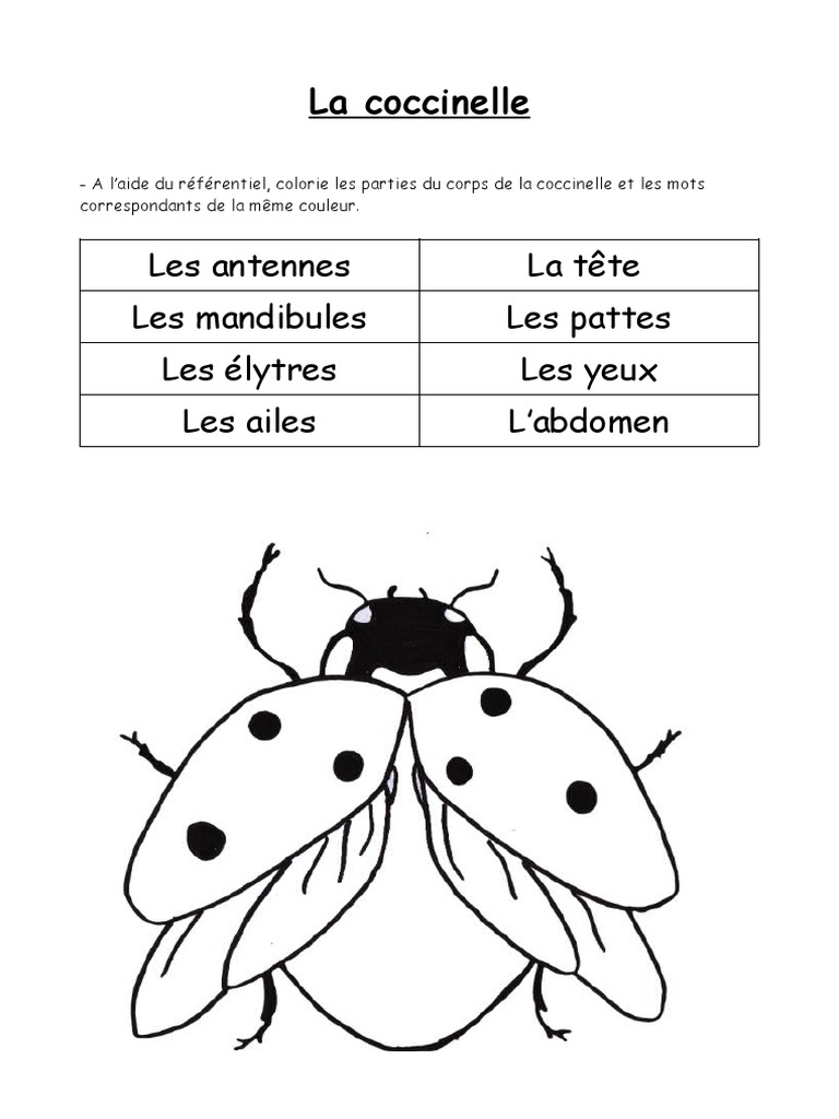 Schéma Coccinelle | PDF
