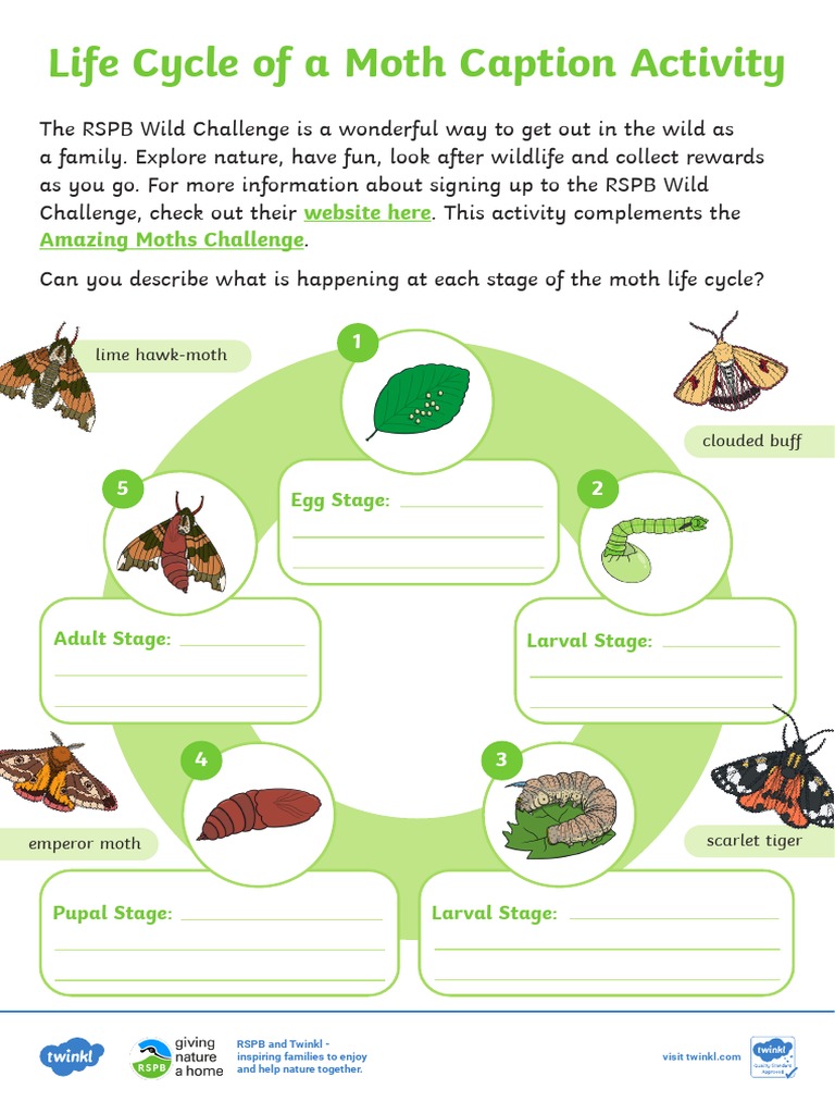 life-cycle-of-moth-caption-activity-ages-5-7_ver_3 | PDF