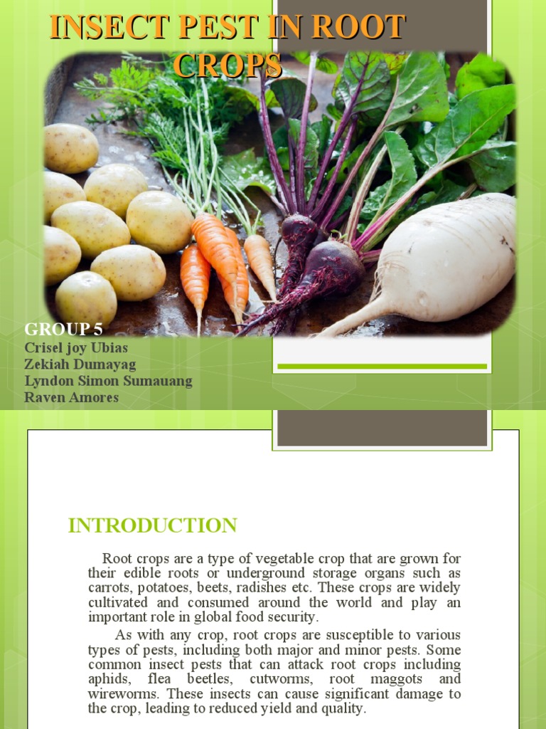 Ipm in Root Crops | PDF | Pest (Organism) | Agriculture