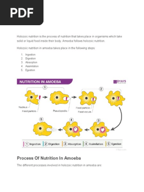 Nutrition In Amoeba Diagram