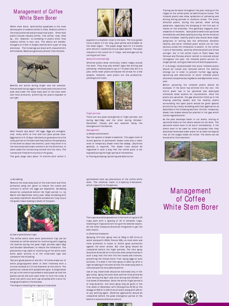 WSM Eng | PDF | Coffee | Beetle