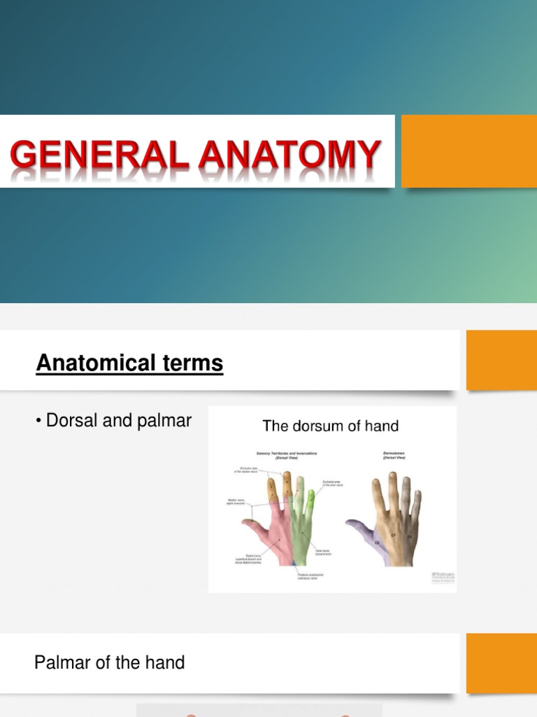 General Anatomy | PDF | Skeletal Muscle | Tendon