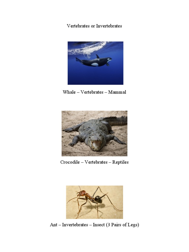 Vertebrates or Invertebrates | PDF