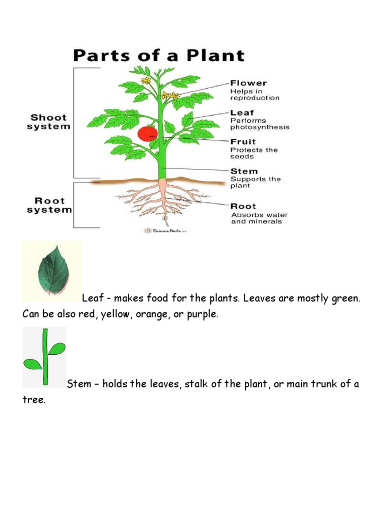 Science Exam | PDF | Plants | Trees
