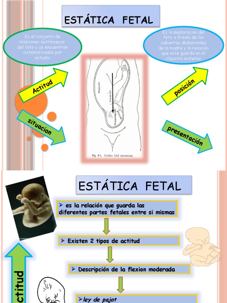Estática Fetal Carlos | PDF | Embarazo humano | La salud de la mujer