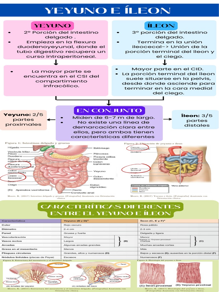 Yeyuno, Íleon e Intestino Grueso | PDF