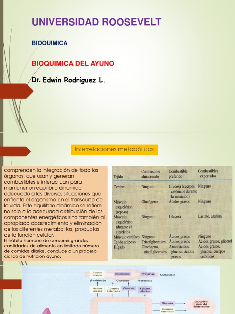 Fases del Ayuno y Bioquímica Metabólica | PDF | Glucógeno | Metabolismo