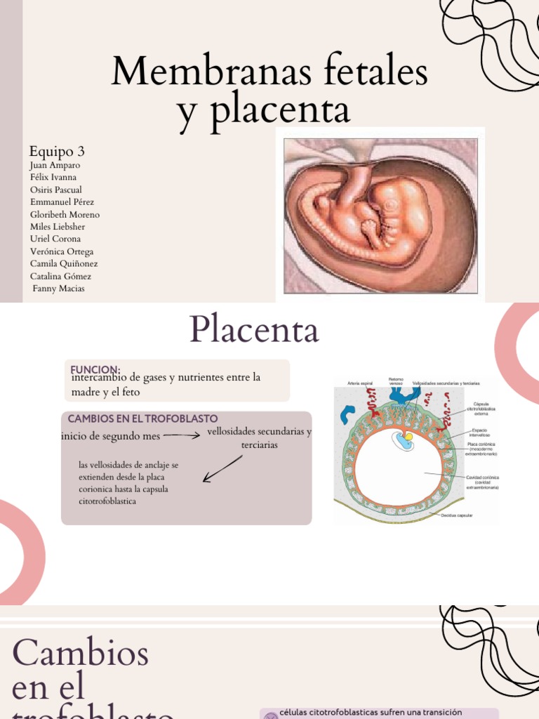 Membranas Fetales y Placenta | PDF | Placenta | Feto