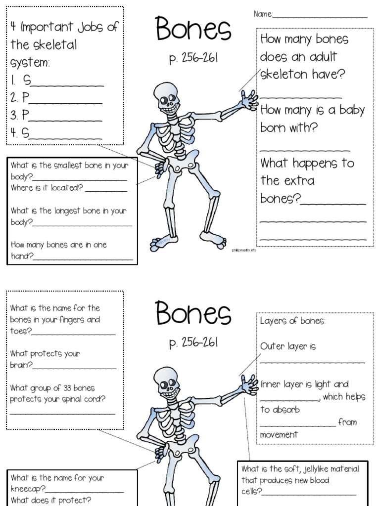 Skeletal System Questions | PDF