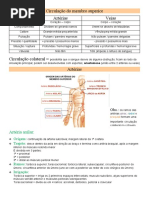 Roteiro de Vascularização Cardíaca | PDF | Circulação coronária | Coração