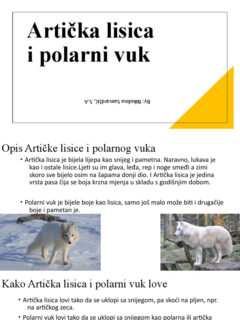 Artička Lisica I Polarni Vuk | PDF