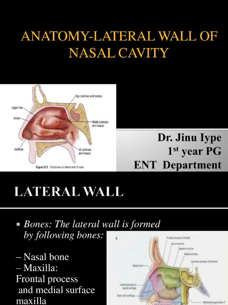 Anatomy of Lateral Wall of Nose | PDF