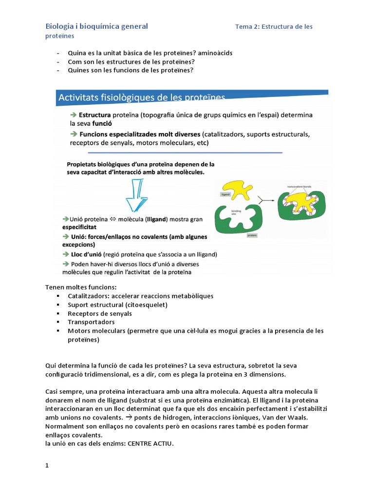 Quina es la unitat bàsica de les proteïnes | PDF