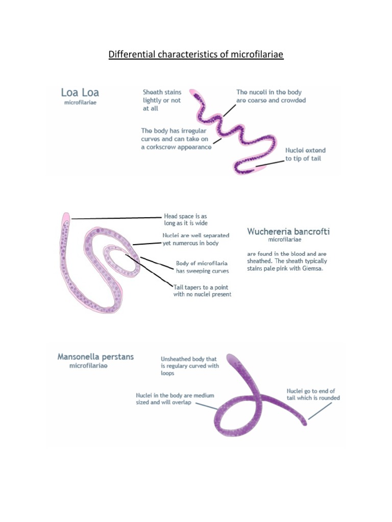 Microfilariae Structure Analysis | PDF | Science & Mathematics