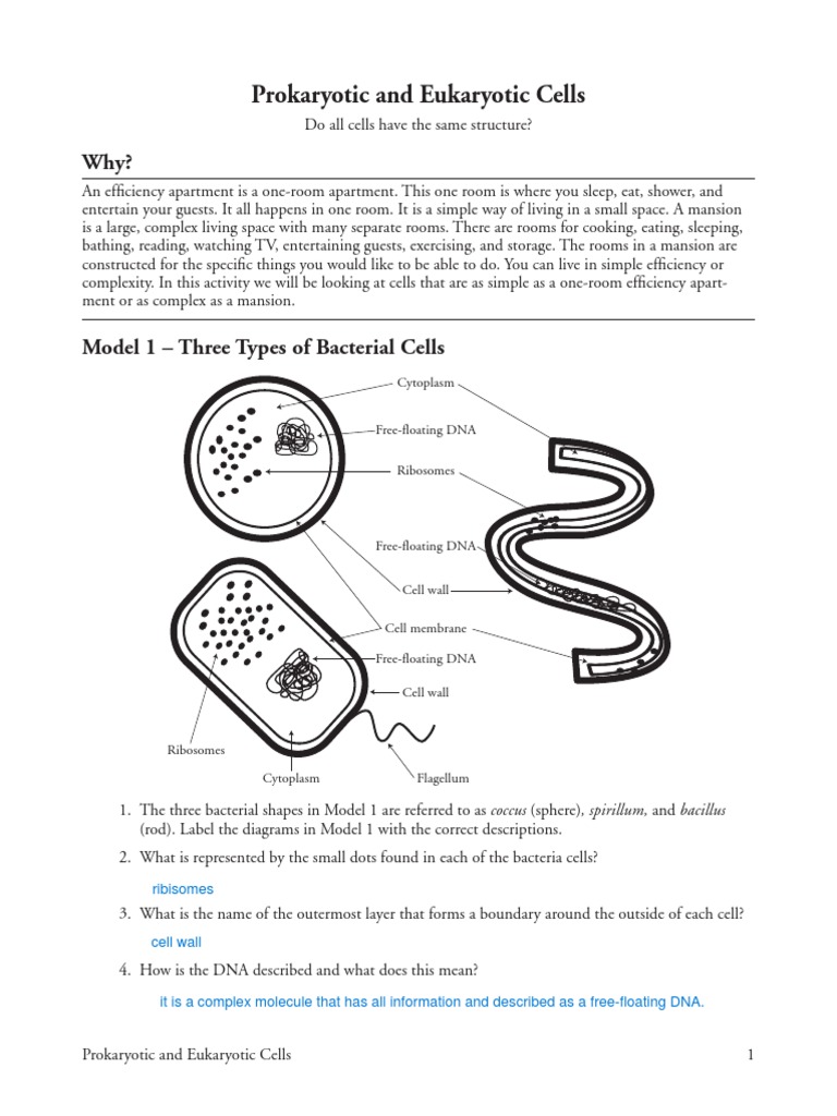 7 Prokaryote and Eukaryote Cells-S | PDF | Cell (Biology) | Prokaryote