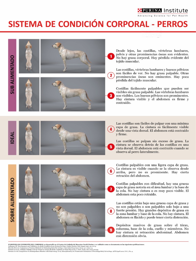Purina Ficha Del Sistema de Condición Corporal Canina | PDF