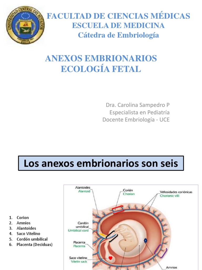 Anexos Embrionarios | PDF
