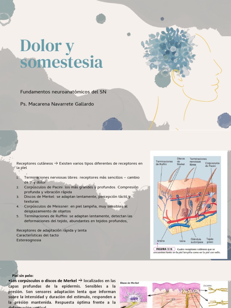 Receptores Cutáneos y Sistemas Somatosensoriales | PDF | Dolor | Órgano ...