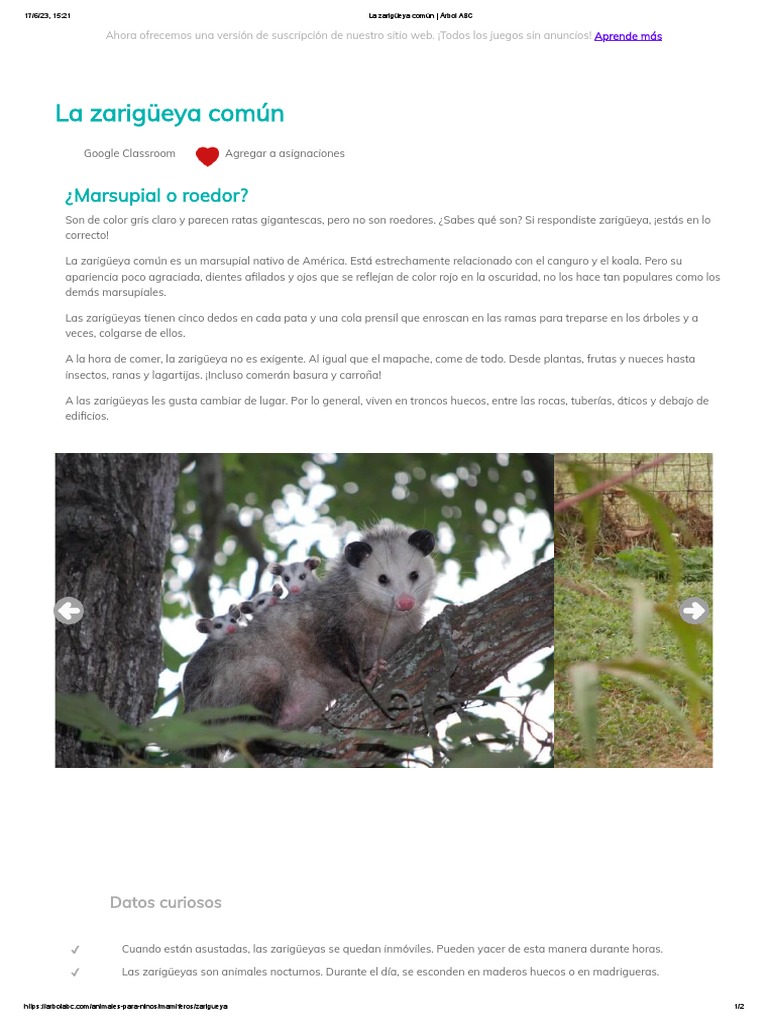 La Zarigüeya Común - Árbol ABC | PDF | Órdenes de mamíferos