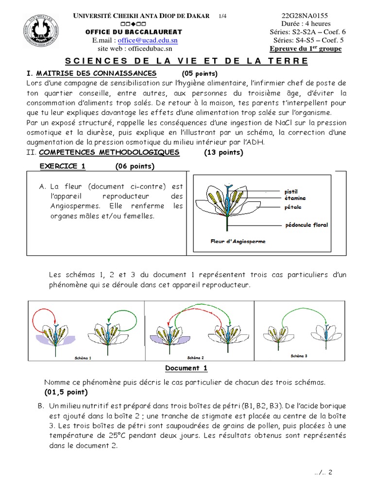 SVT S2s2a | PDF | Cœur | Nerf