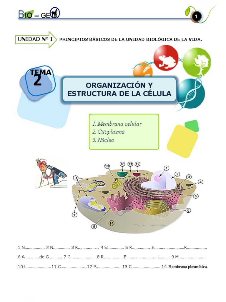 5° 2 Estructura Celular | PDF | Citoplasma | Biología Celular)