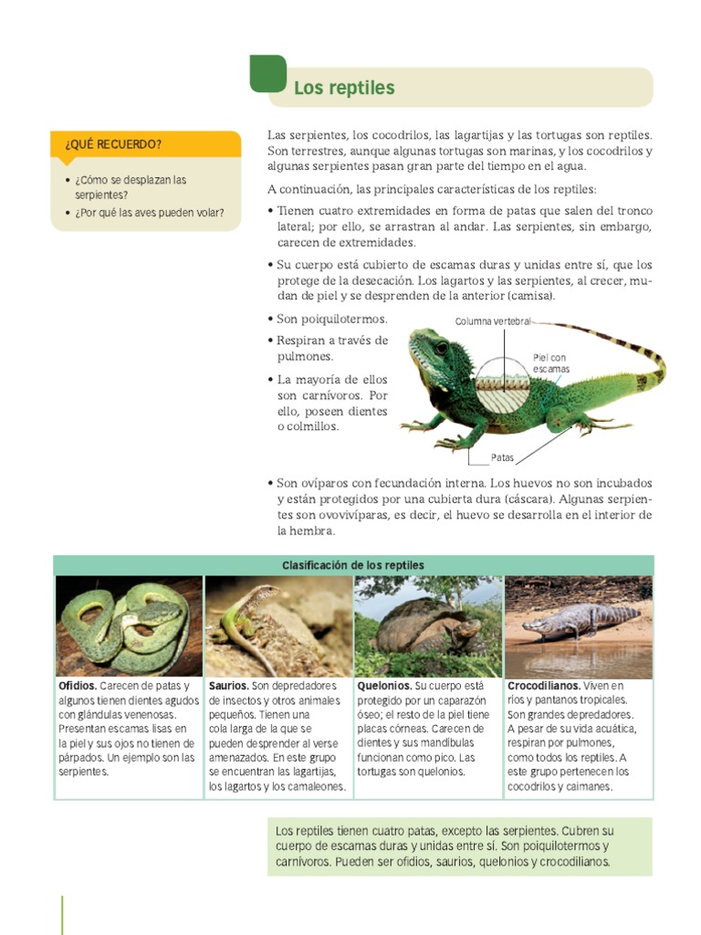 REPTILES, AVES Y MAMÍFEROS | PDF