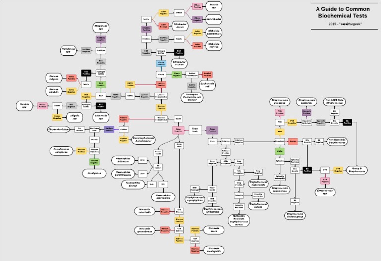 Clinical Bacteriology | PDF | Staphylococcus | Medical Specialties