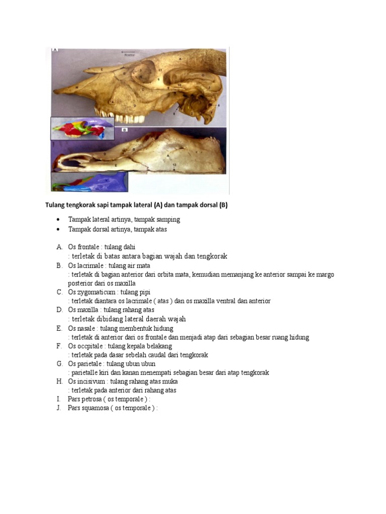 Anatomi Kuda Dan Sapi | PDF