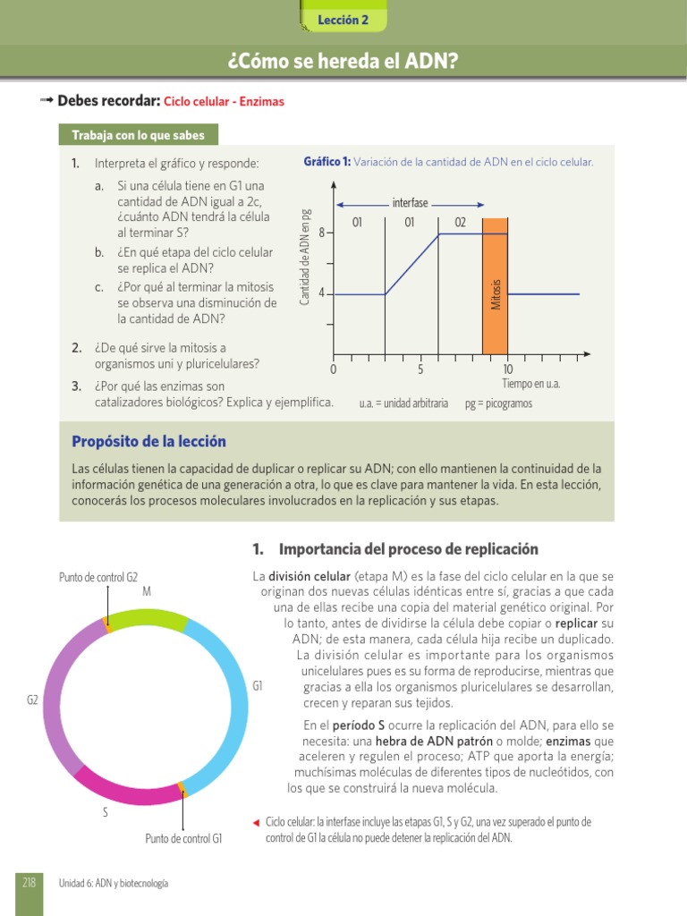 Replicación ADN | PDF | Replicación De Adn | Adn
