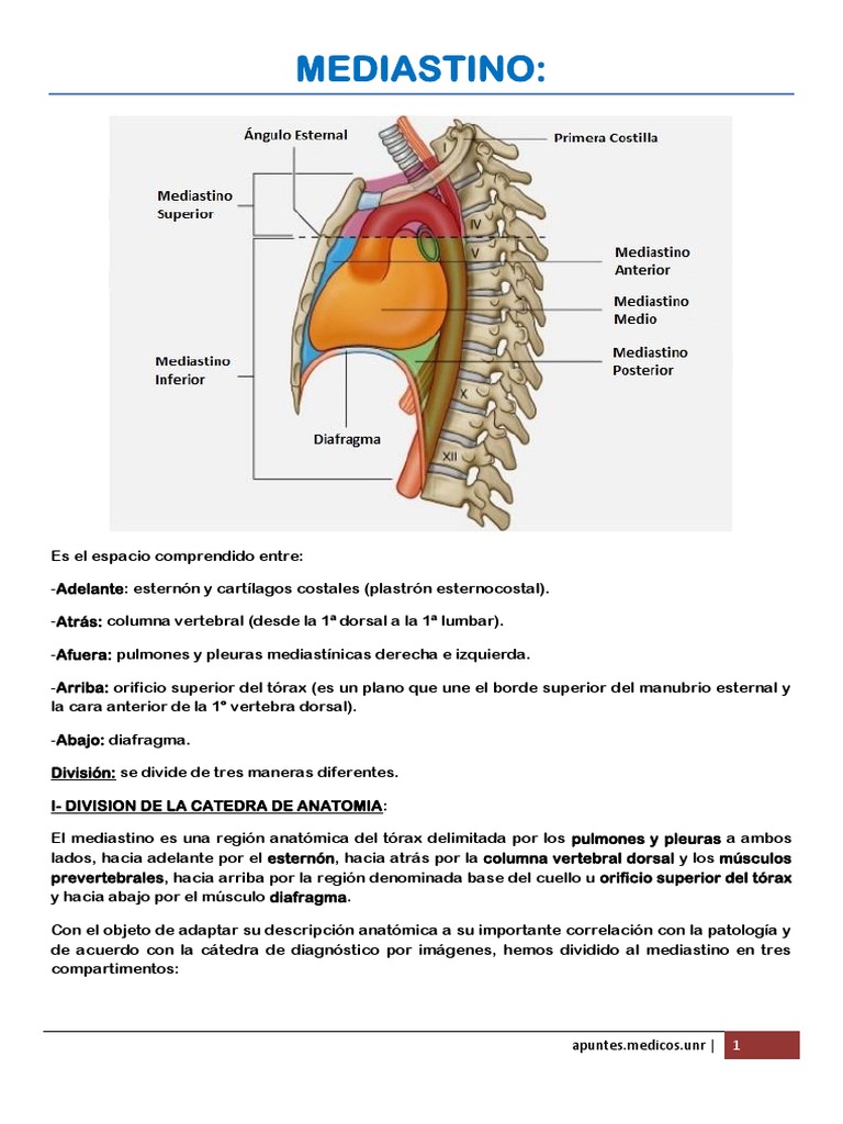 Anatomía de Mediastino | PDF | Tórax | Morfología (biología)