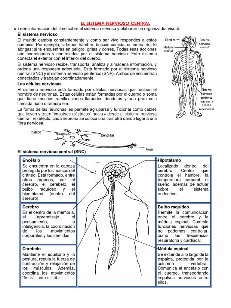 El Sistema Nervioso Central | PDF