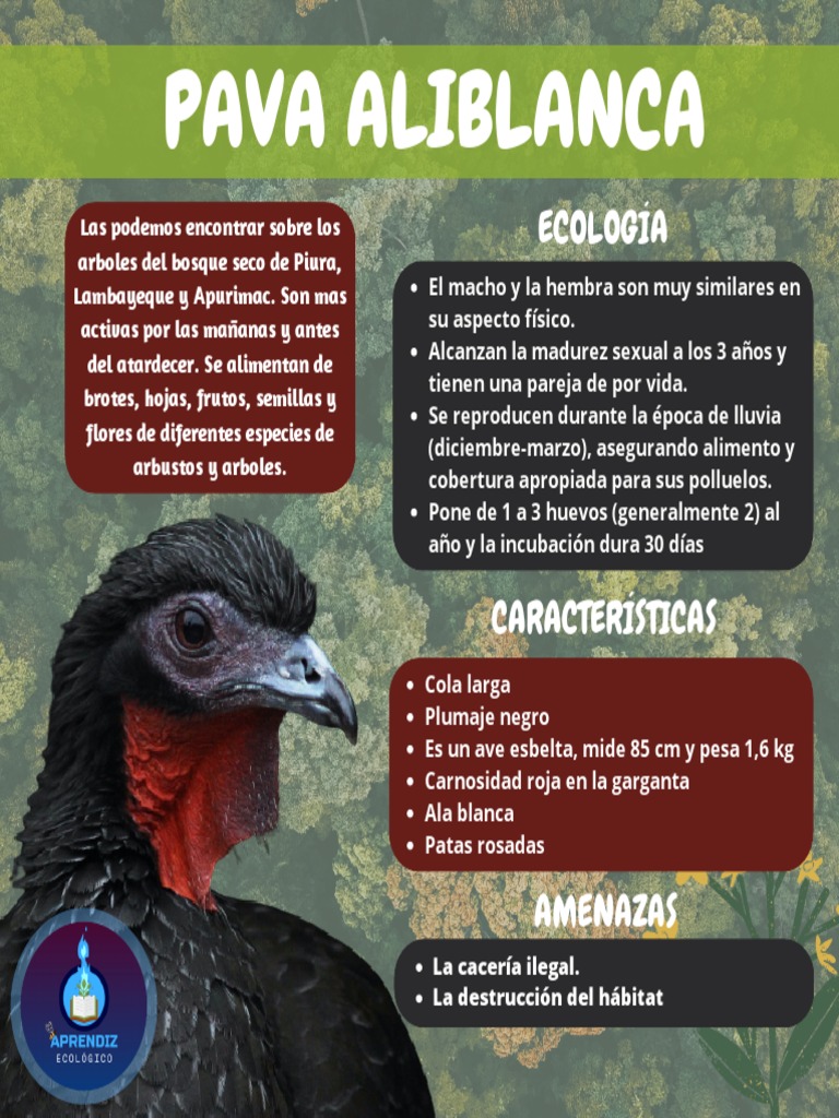 PAVA ALIBLANCA (Caracteristicas) | PDF