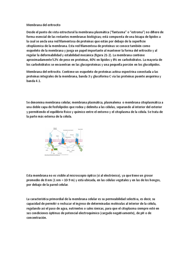 Membrana Del Eritrocito | PDF | Membrana celular | Biología Celular)