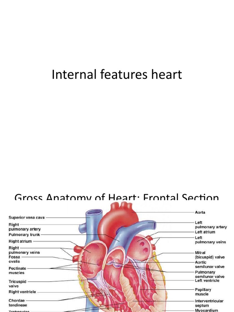Internal Features of HEART | PDF