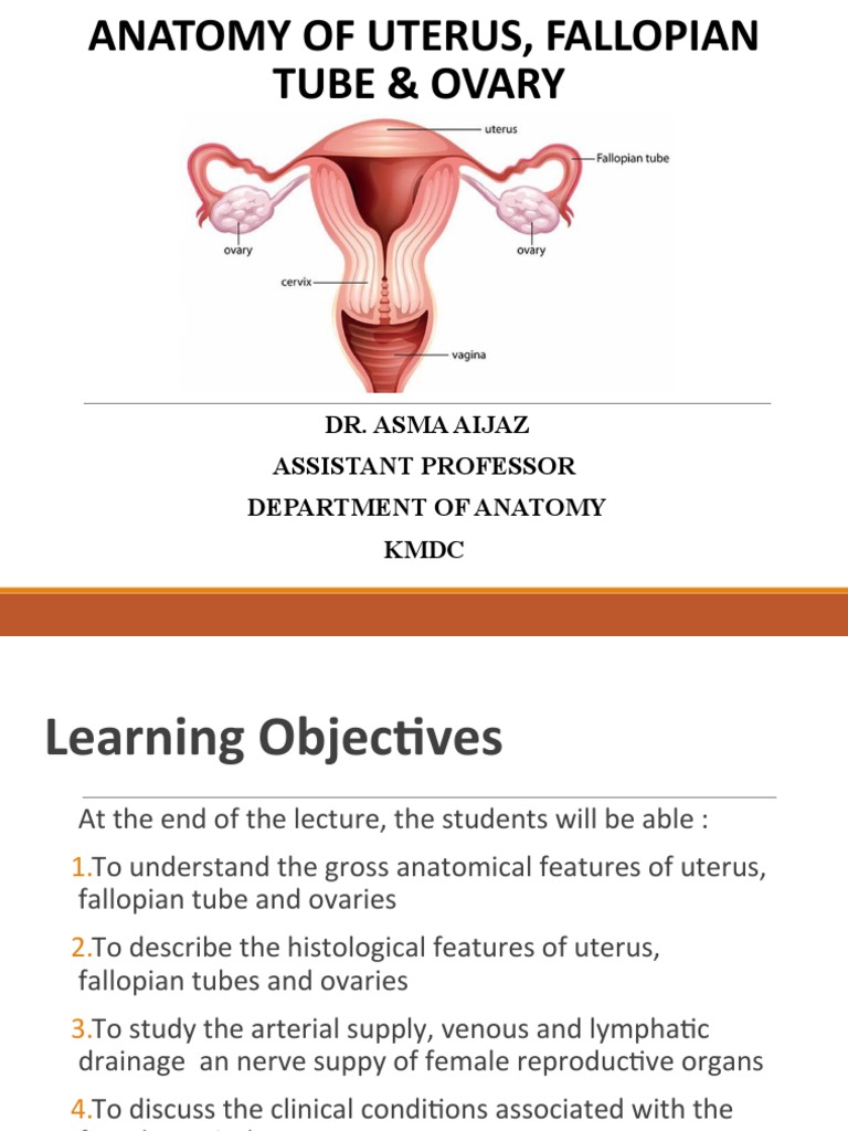 Anatomy of Fallopian Tube & Ovary | PDF | Uterus | Ovary