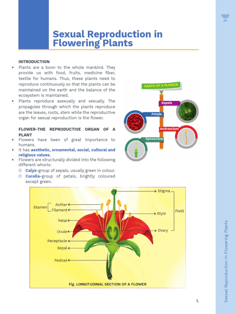 Sexual Reproduction in Flowering Plants 6 | PDF